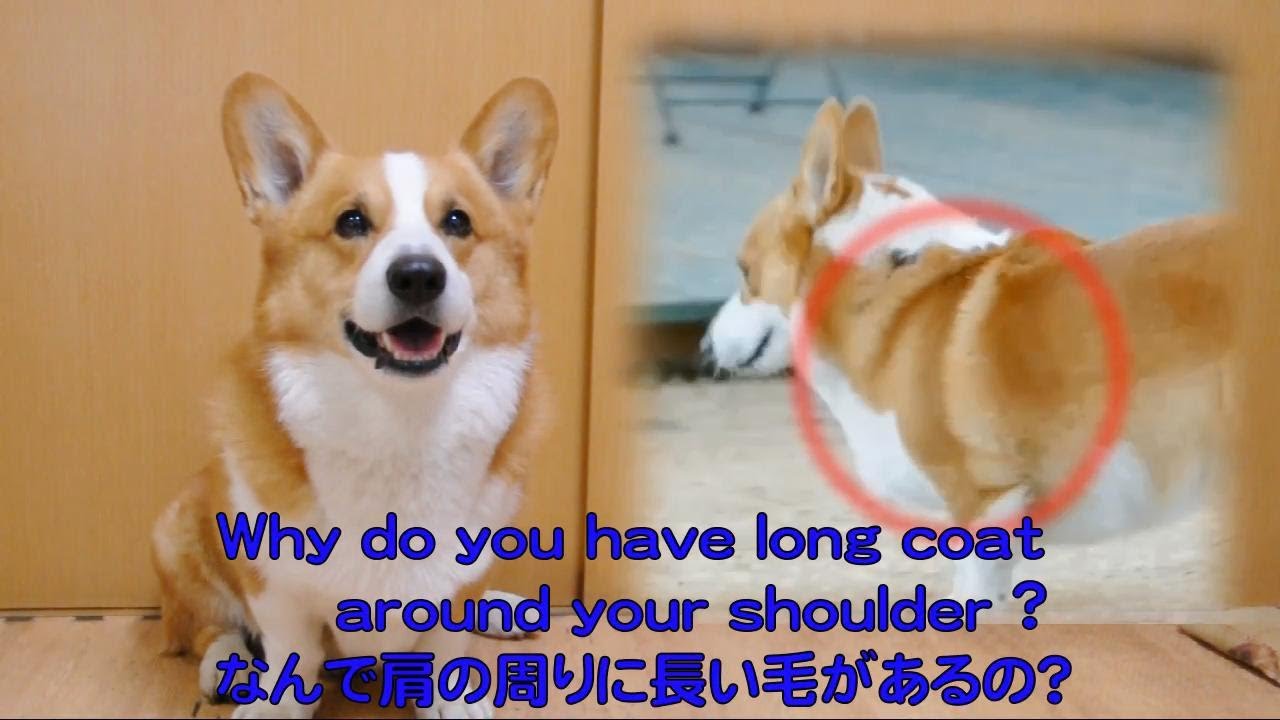 The 5 Best Dog Breeds for Hobbits | The Dog People by Rover.com