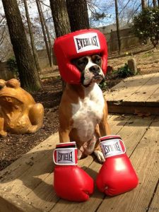 9 Reasons the Boxer Dog Is the Perfect Family Pet