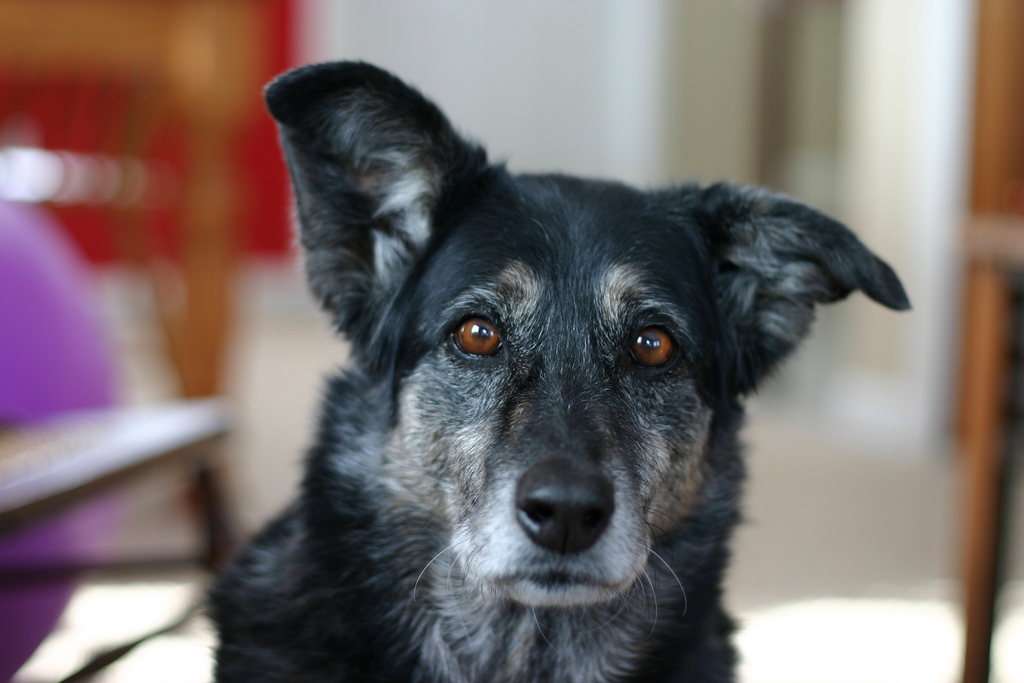 5 Reasons Adopting a Senior Dog Could Make Your Life Better | The Rover ...
