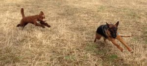 Your 3-Minute Guide to Taking Pictures of Dogs | The Dog People by ...