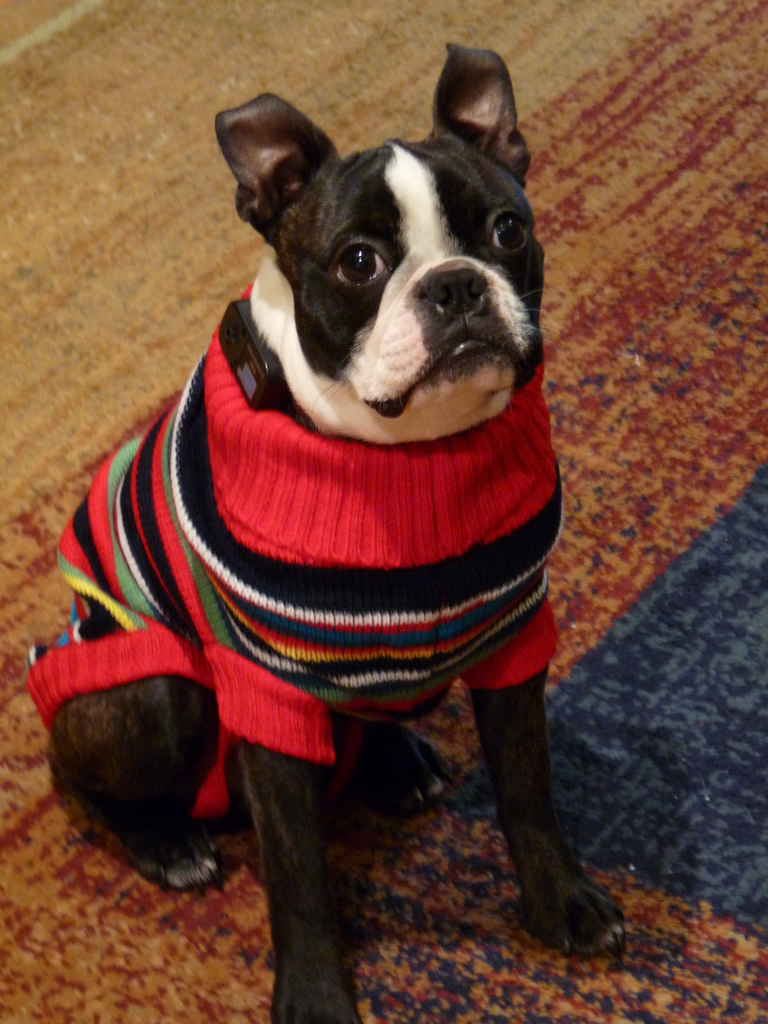 Do Dogs Need Coats Rover s Guide To Canine Sweaters Coats do-dogs-need-coats-rover-s-guide-to-canine-sweaters-coats