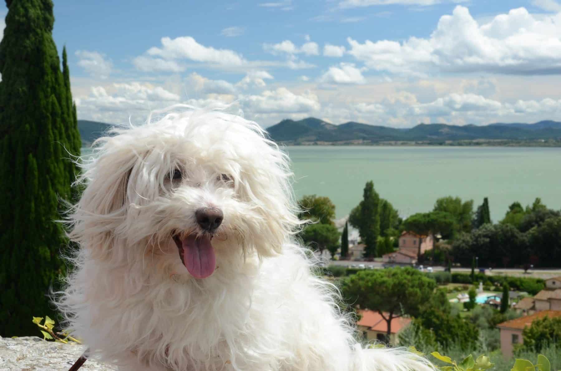 Everything You Need to Know About Maltese Dogs | The Dog People by ...
