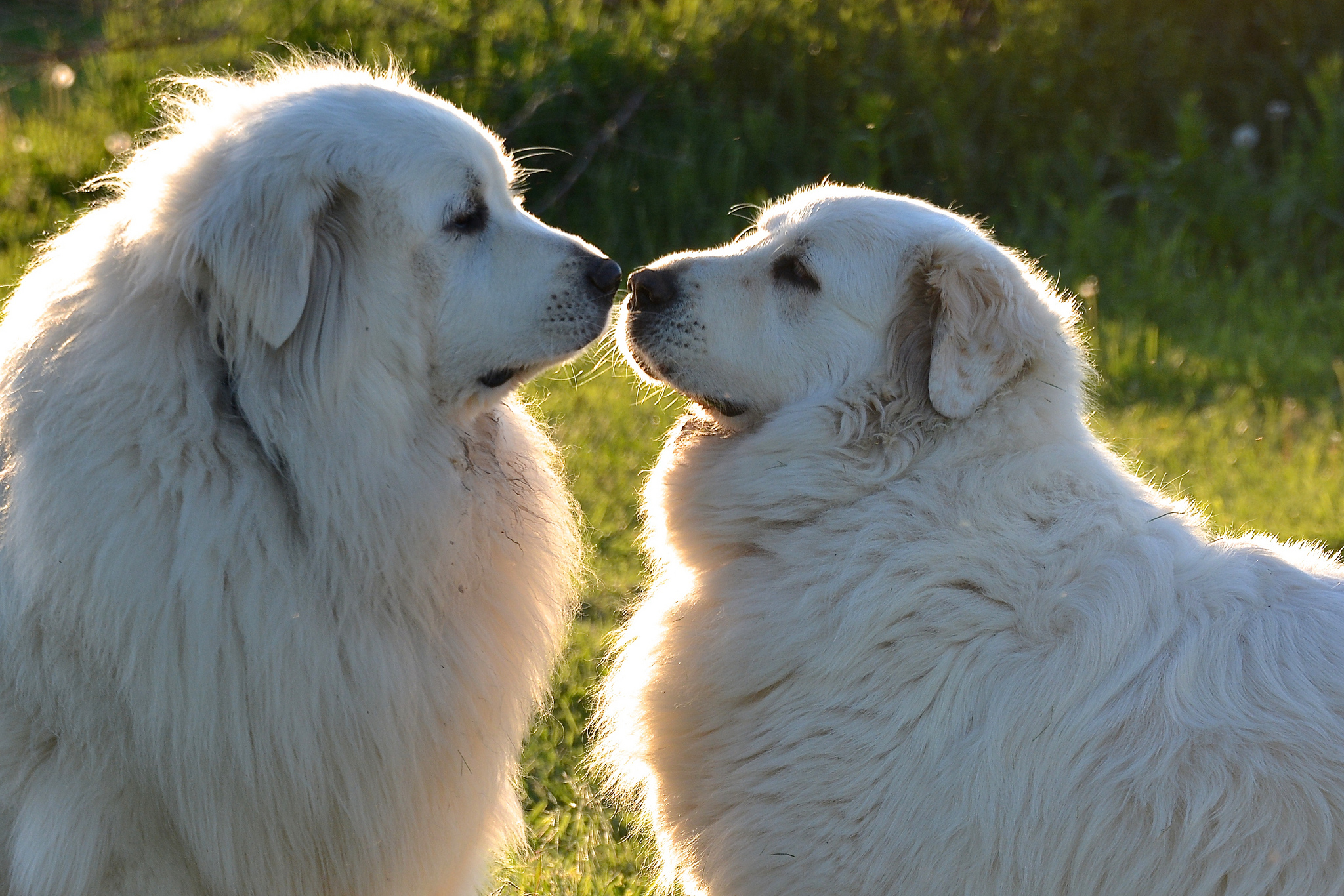 5 Tips to Help Your Partner Fall in Love with Your Dog | The Dog People ...