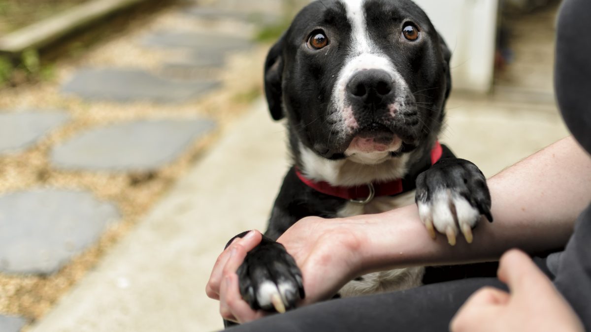 How to Help a Stray Dog | Rover Blog