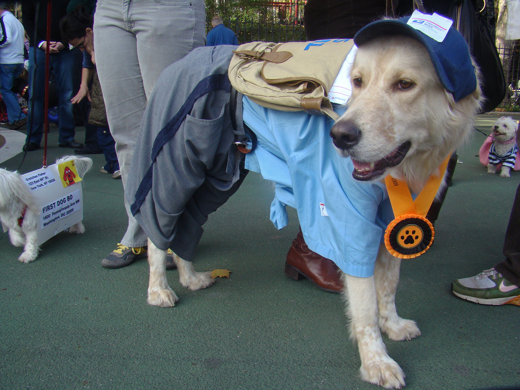 What's the Deal with Dogs and Postal Workers? | The Dog People by Rover.com