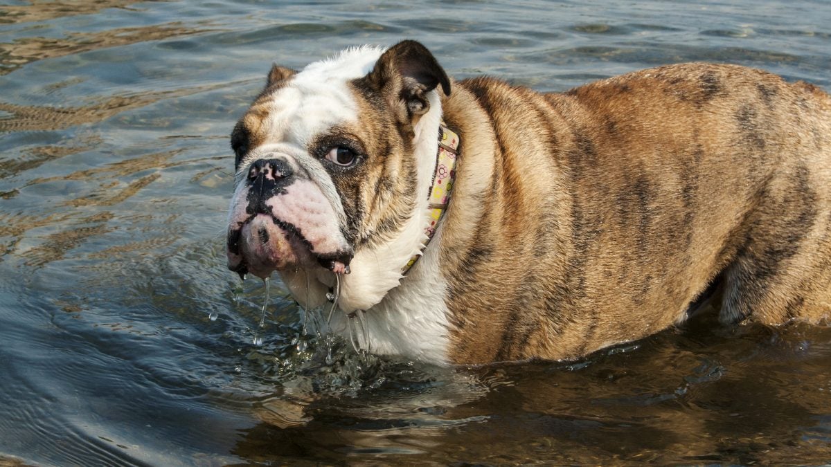 Why Do Bulldogs Drool So Much? | The Dog People by Rover.com