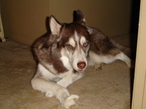 The 16 Grumpiest Dogs on the Internet | The Dog People by Rover.com