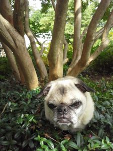 The 16 Grumpiest Dogs on the Internet | The Dog People by Rover.com