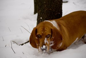 The 16 Grumpiest Dogs on the Internet | The Dog People by Rover.com