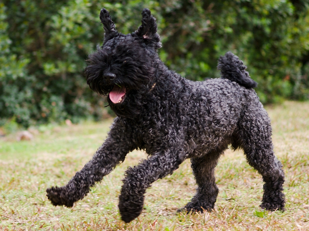 Meet the World's Only Irish Dog Breeds in Honor of St. Patrick's Day ...