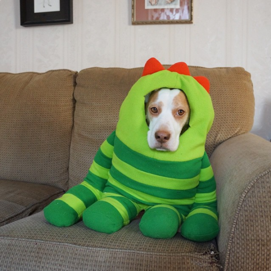 The Internet Has Spoken: Dogs Are the New Cats | The Dog People by ...