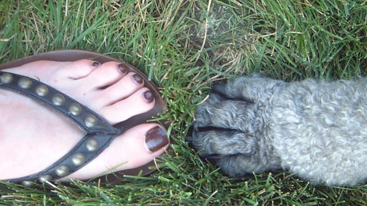 What Is a 'Pawdicure'—and Should My Dog Get One? | The Rover Blog
