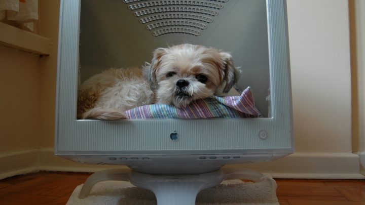 11 DIY Dog Hacks That'll Change Your Life | The Dog People by Rover.com