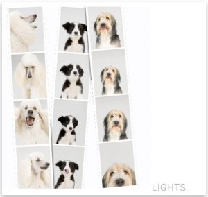 The 8 Best Dog Photo Booth Photos of All Time | The Dog People by Rover.com