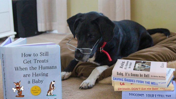 10 Baby Announcements with Dogs That Will Make You Squee | The Dog ...