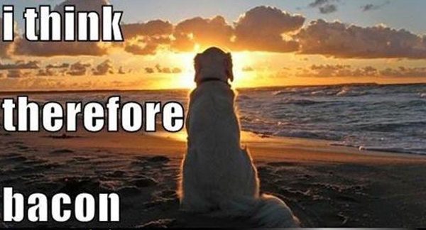 15 Dog Puns to Torture Your Friends With | Rover.com