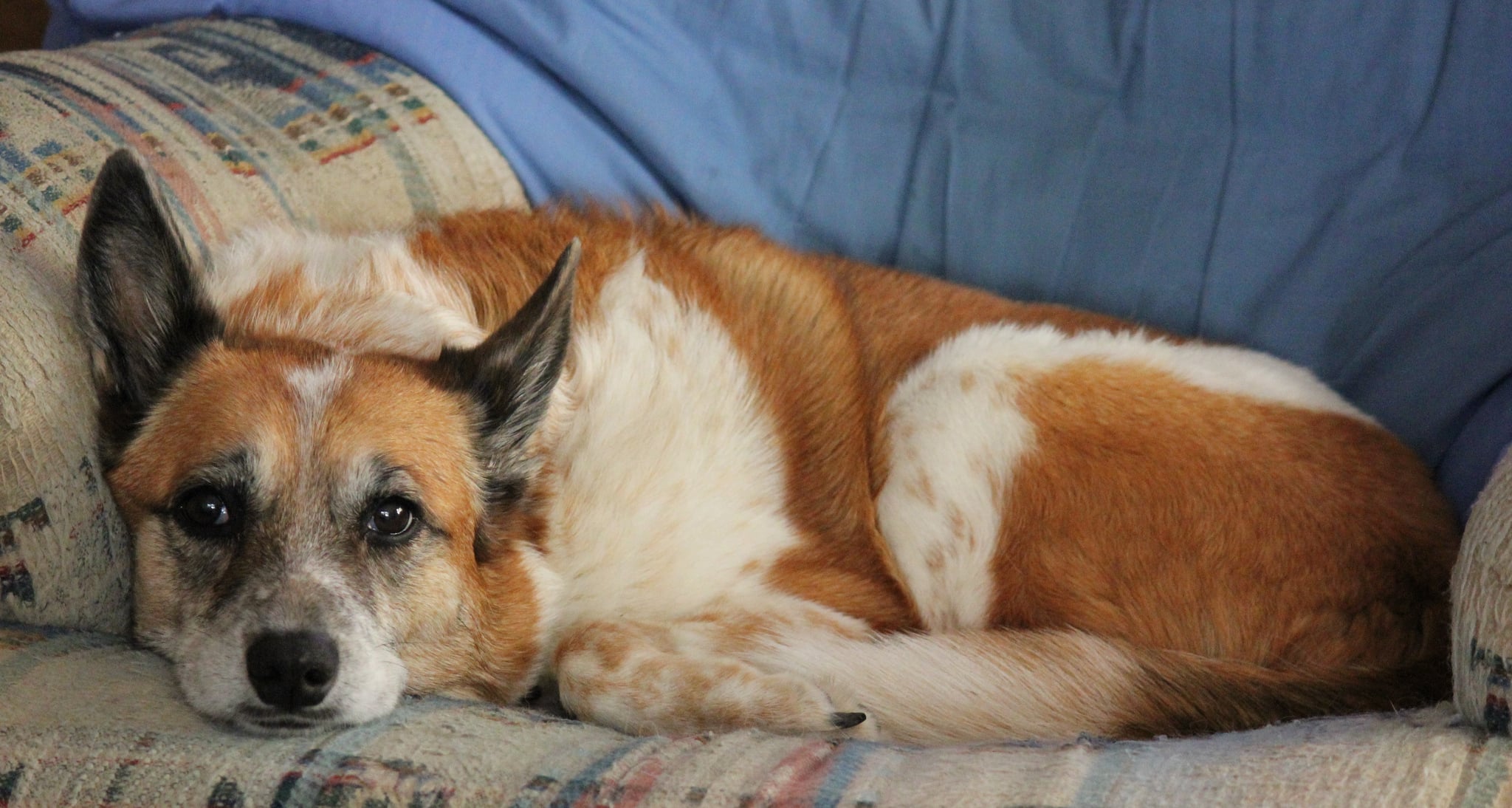 The Best Dog Breeds For Lazy Dog Lovers Quiz The Dog People By The Best Dog Breeds For Lazy Dog Lovers Quiz The Dog People By