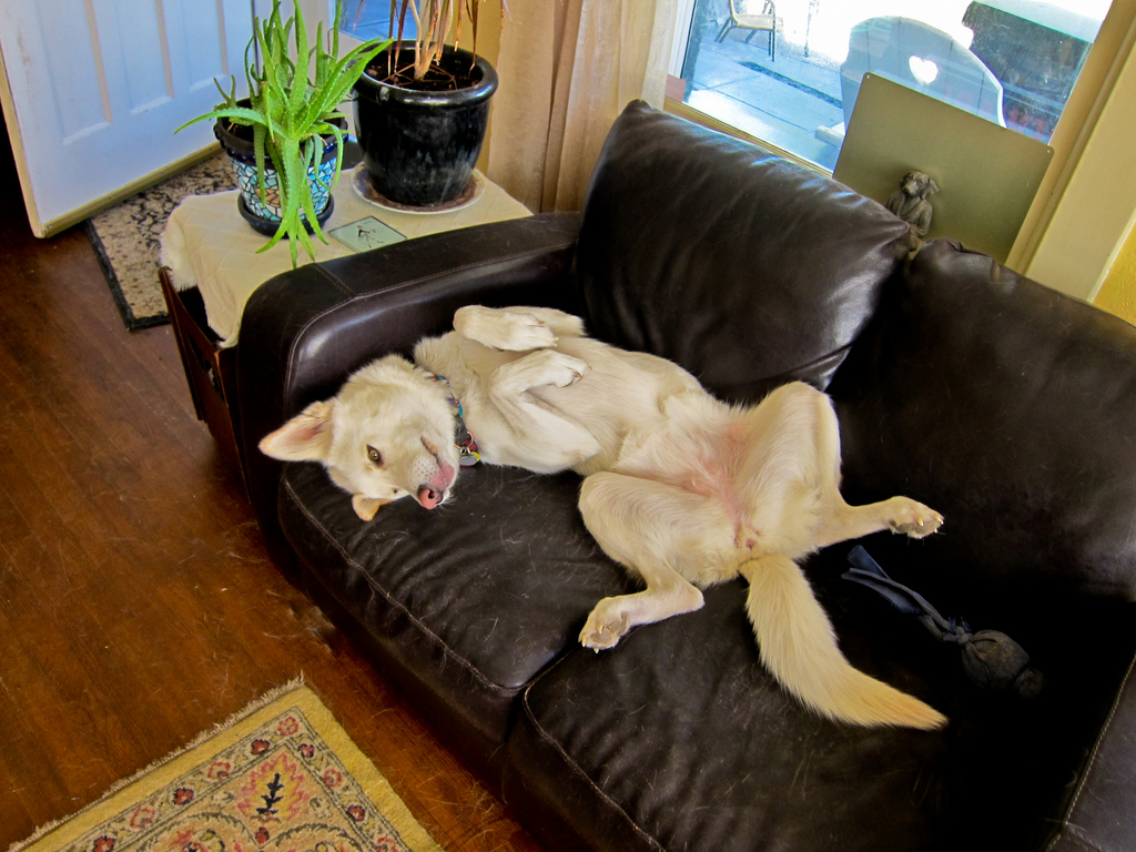 How to Hypnotize a Dog in 5 Easy Steps | Rover Blog