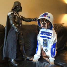 Geek Dog Names | The 71 Best Geek Dog Names