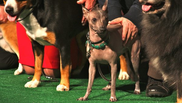 The 10 Snuggliest Dog Breeds Ever | Rover.com