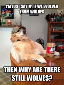 13 Dog Philosophers Reveal Their Deepest Thoughts | The Dog People by ...