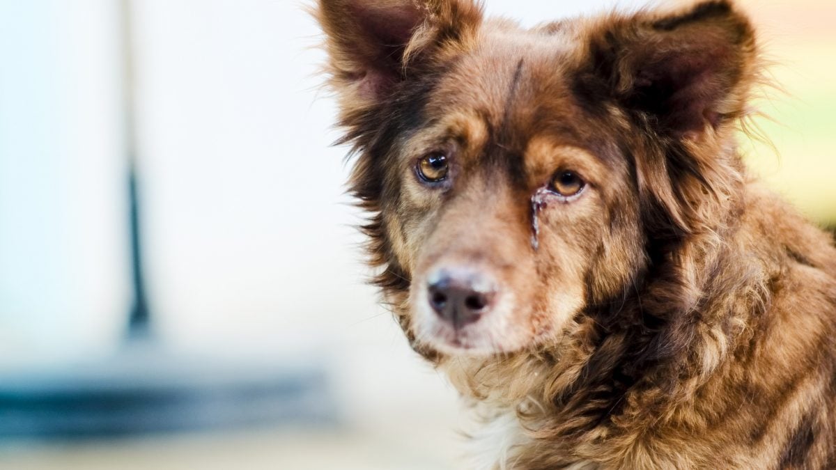 10 Signs Your Rover Dog May Be Sick (and It's Time to Call the Vet ...