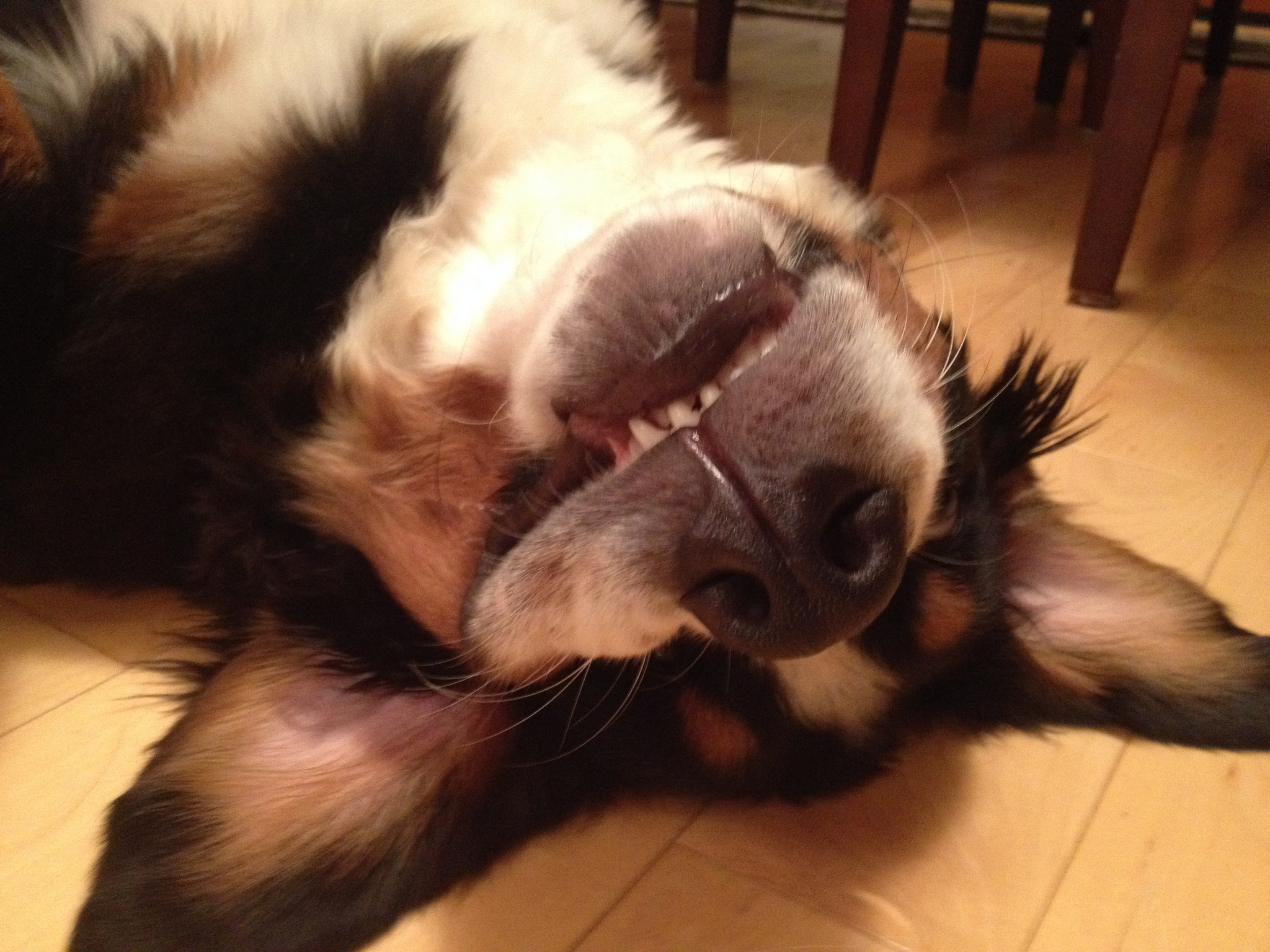 How to Hypnotize a Dog in 5 Easy Steps | Rover Blog