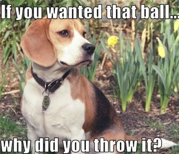 13 Dog Philosophers Reveal Their Deepest Thoughts | The Rover Blog