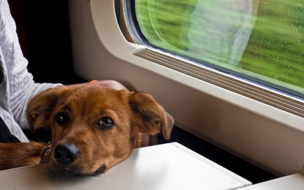 Permission to Ride: A Guide to Dog-Friendly Public Transportation | The Dog People by Rover.com