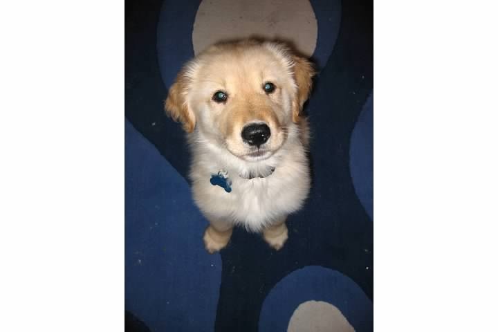 Celebrating the Life—and Coping with the Loss—of My Best Friend, Henry ...