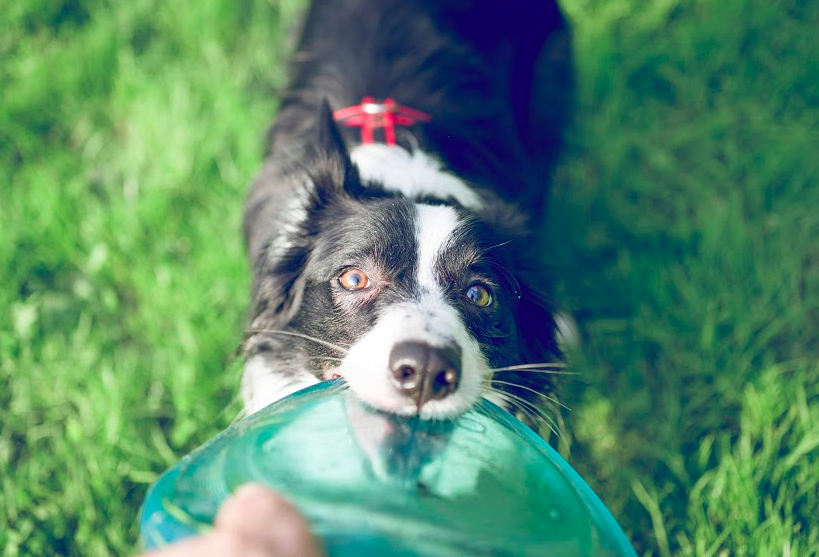 Can All Dogs Learn To Fetch