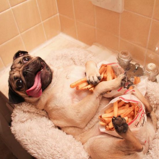 11 Dogs Who Love Junk Food (Squee!) | Rover Blog