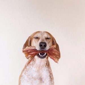 11 Dogs Who Love Junk Food (Squee!) | Rover Blog
