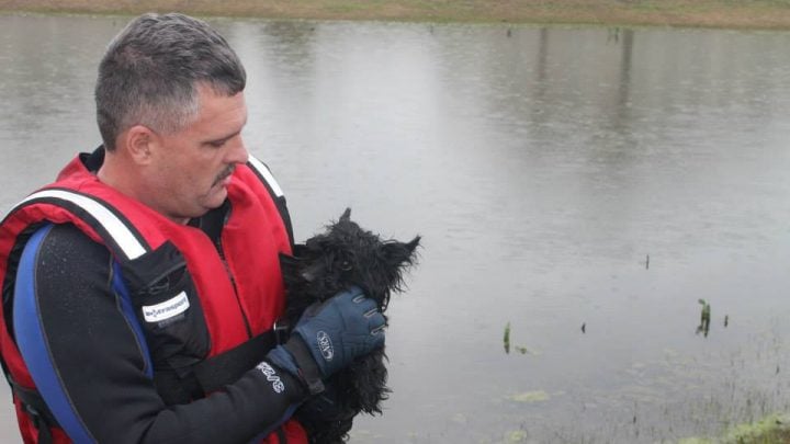 10 Heroic Stories of Humans Saving Dogs | The Dog People by Rover.com