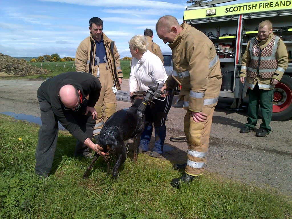 10 Heroic Stories of Humans Saving Dogs | The Dog People by Rover.com