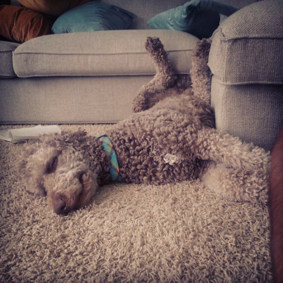 The 8 Best Moments of Dog Camouflage | The Dog People by Rover.com