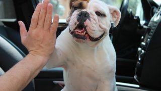 8 Powerful Ways to Promote Your Rover Business | The Dog People by ...