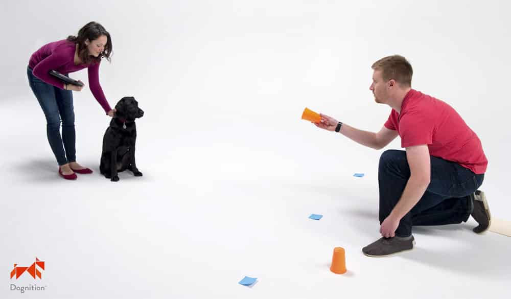 Dognition Review: We Tried this Dog Intelligence Test to Find Out if it ...
