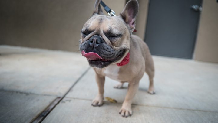 15 of the Frenchiest French Dog Breeds for Bastille Day | The Dog ...