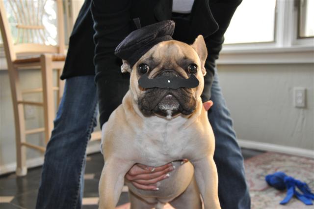 15 of the Frenchiest French Dog Breeds for Bastille Day | Rover.com