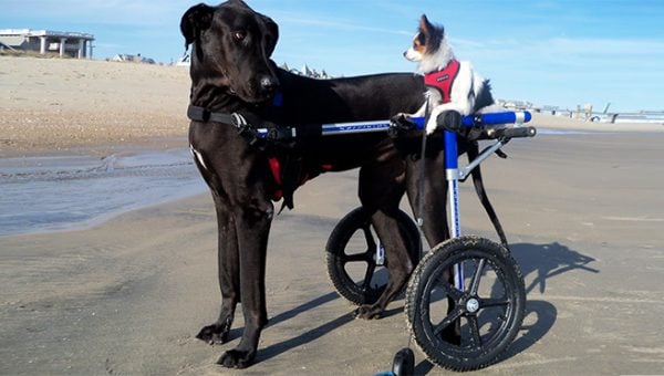 Meet Chopper, the Biker Dog with a Heart of Gold | Rover blog