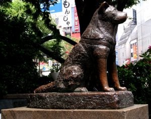 Loyal Dogs: 6 True Stories of Devotion That Will Give You The Feels