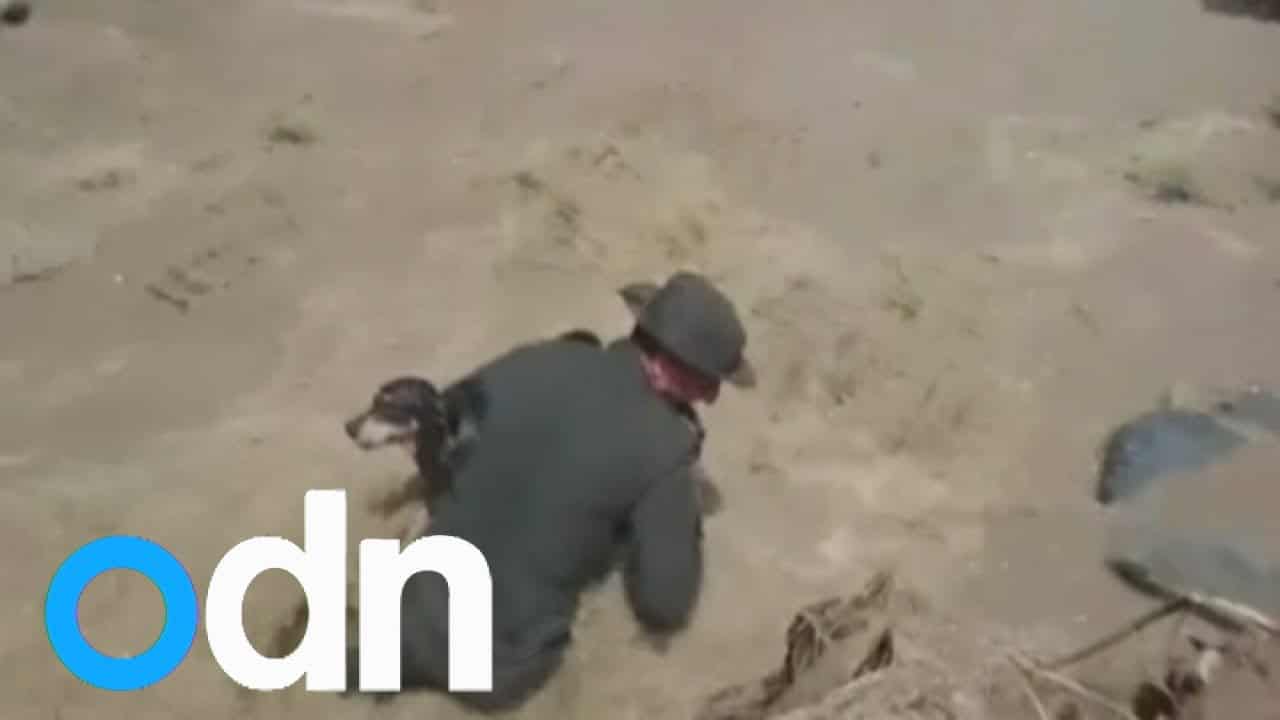 10 Heroic Stories of Humans Saving Dogs | The Dog People by Rover.com