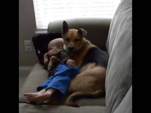 12 Dogs Who Love Cuddling...Like LOVE Love It | Rover Blog