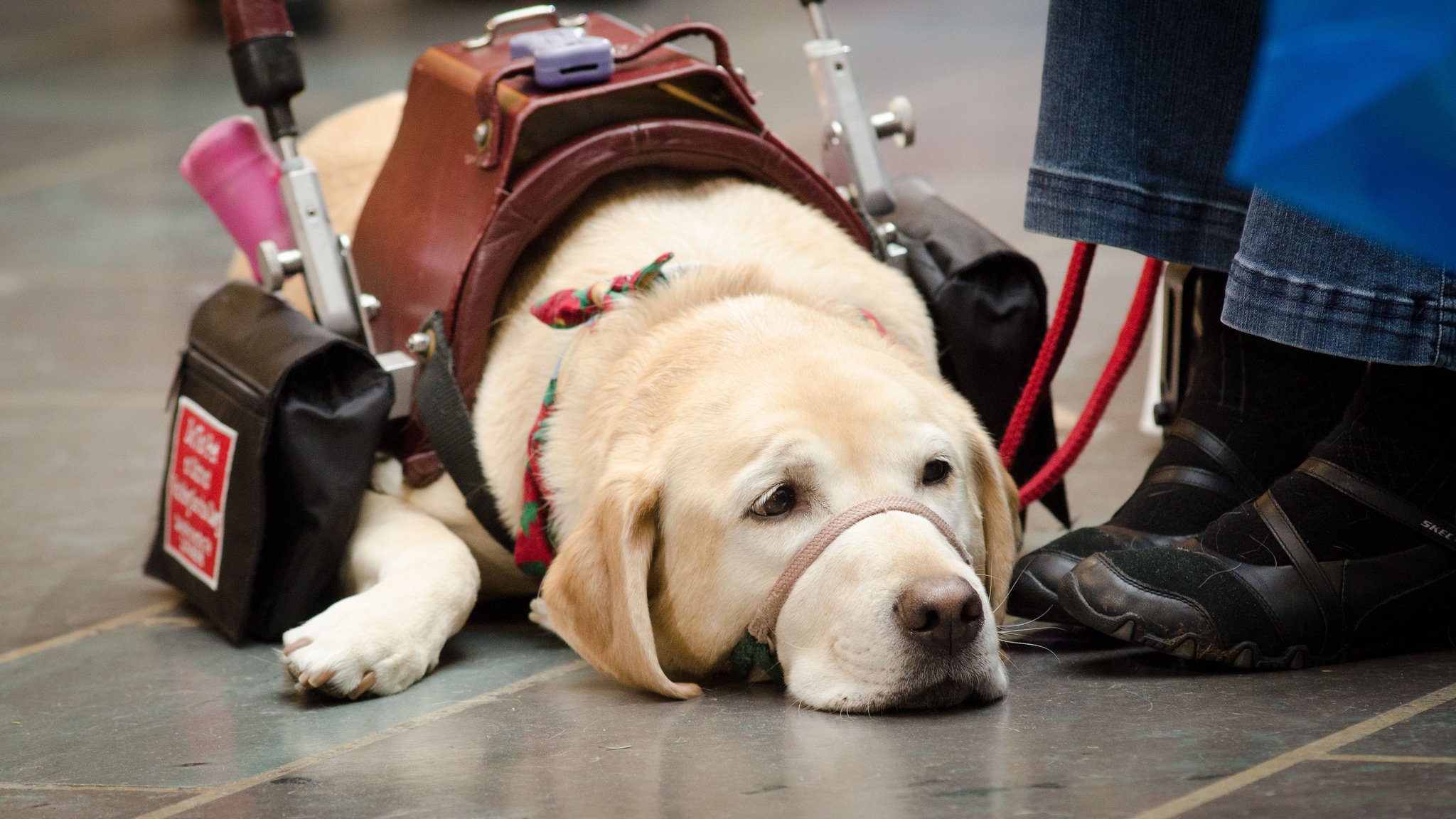 Can I Train My Own Dog To Be A Service Dog 