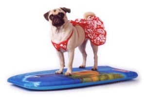 10 Hilarious Dogs in Bathing Suits Because, Summer | The Dog People by ...