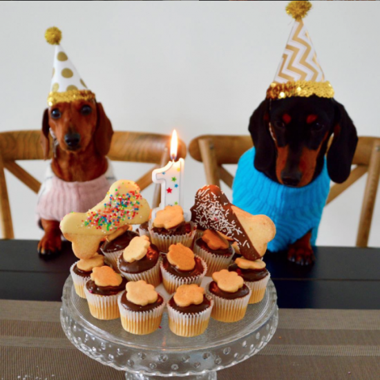 15 Dogs Having the Best Birthday Parties Ever | The Dog People by Rover.com