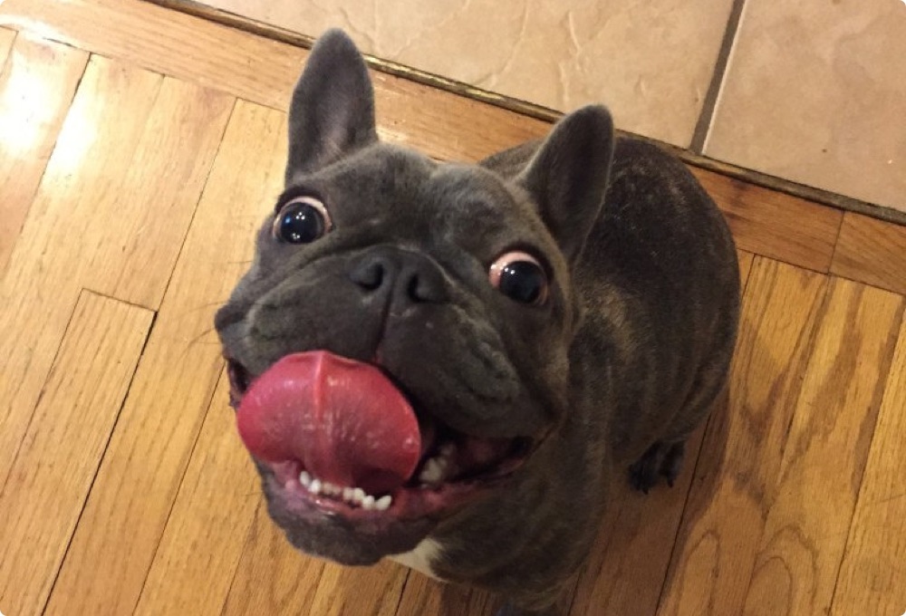 I've Watched 17 Dogs on Rover! | The Dog People by Rover.com