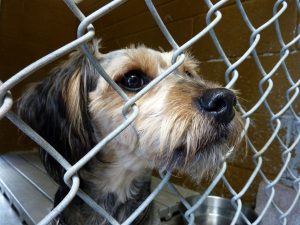 Rover.com Recommends: 15 Ways to Help Homeless Dogs | The Dog People by ...