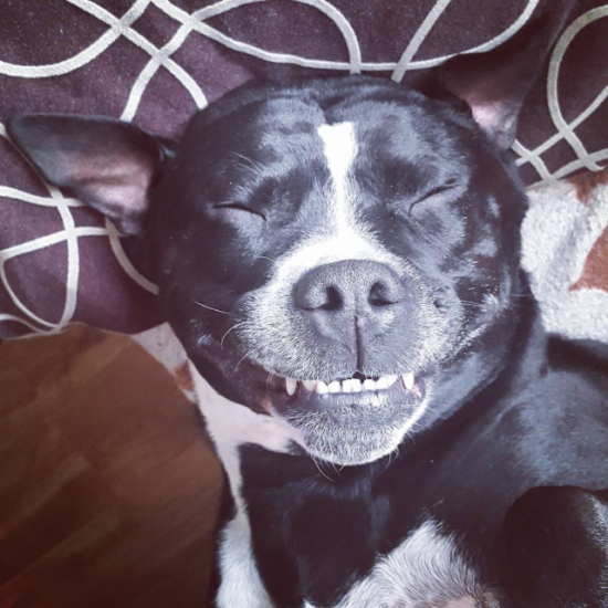 16 Smiling Dogs We Love: Literally Just Pictures of Cute Dog Smiles FTW